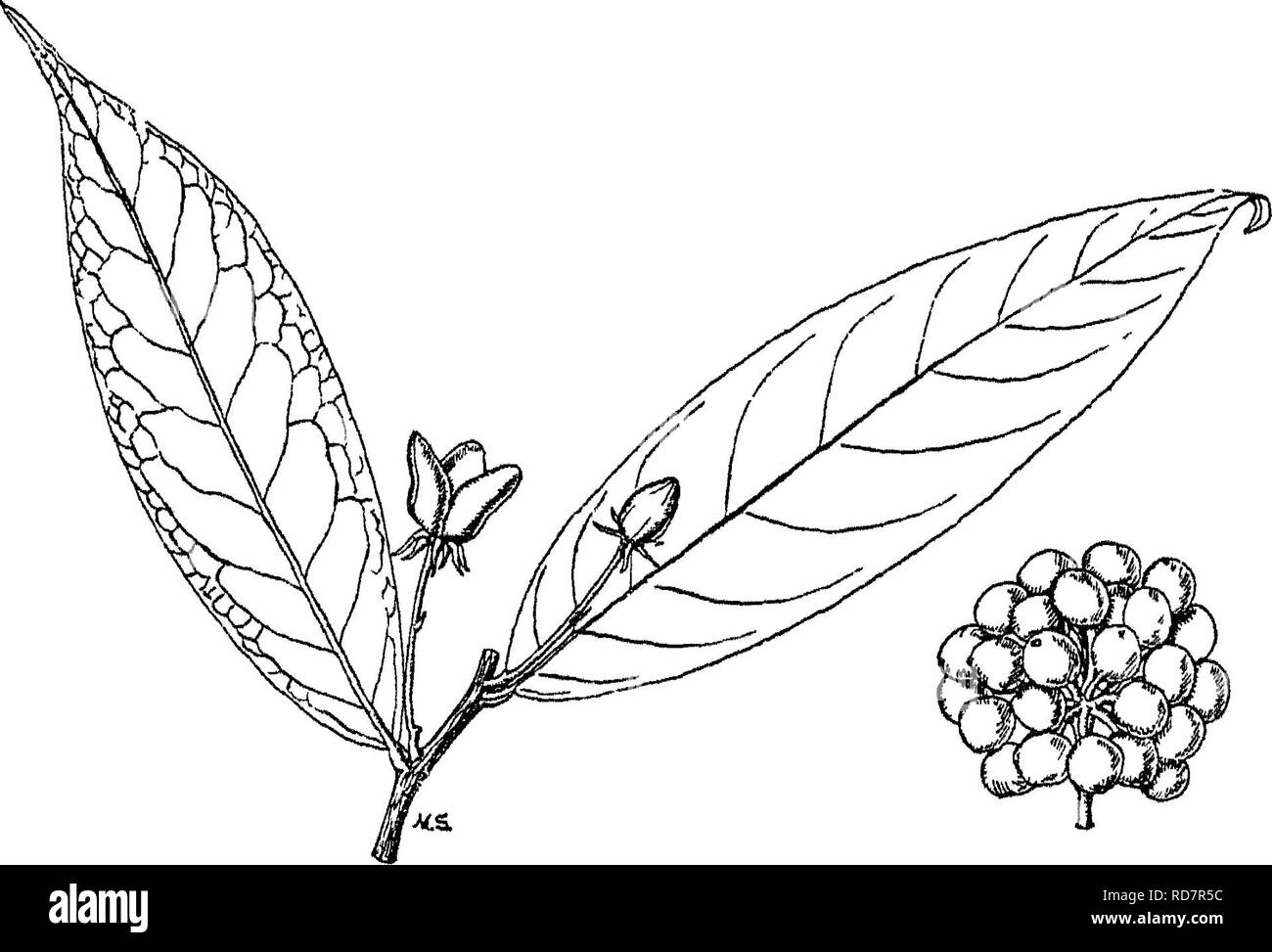 Sikkim tree Black and White Stock Photos & Images - Alamy