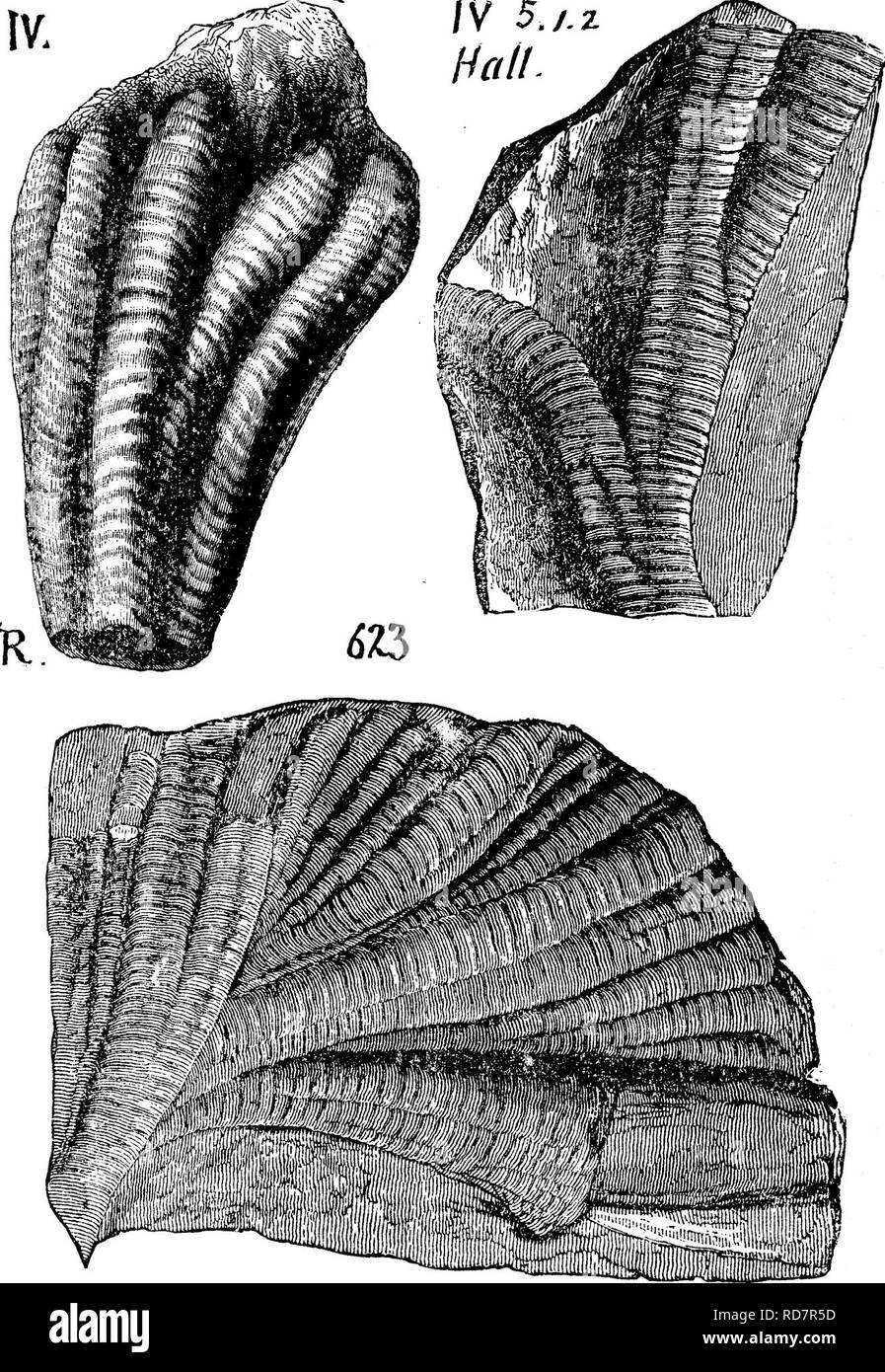 Exposed fossils Black and White Stock Photos & Images - Alamy