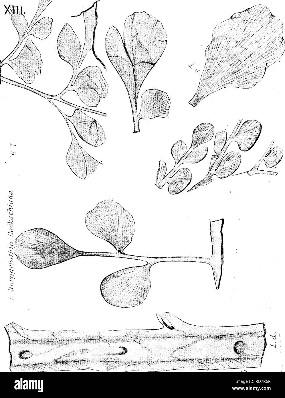 Archaeopteris Black and White Stock Photos & Images - Alamy