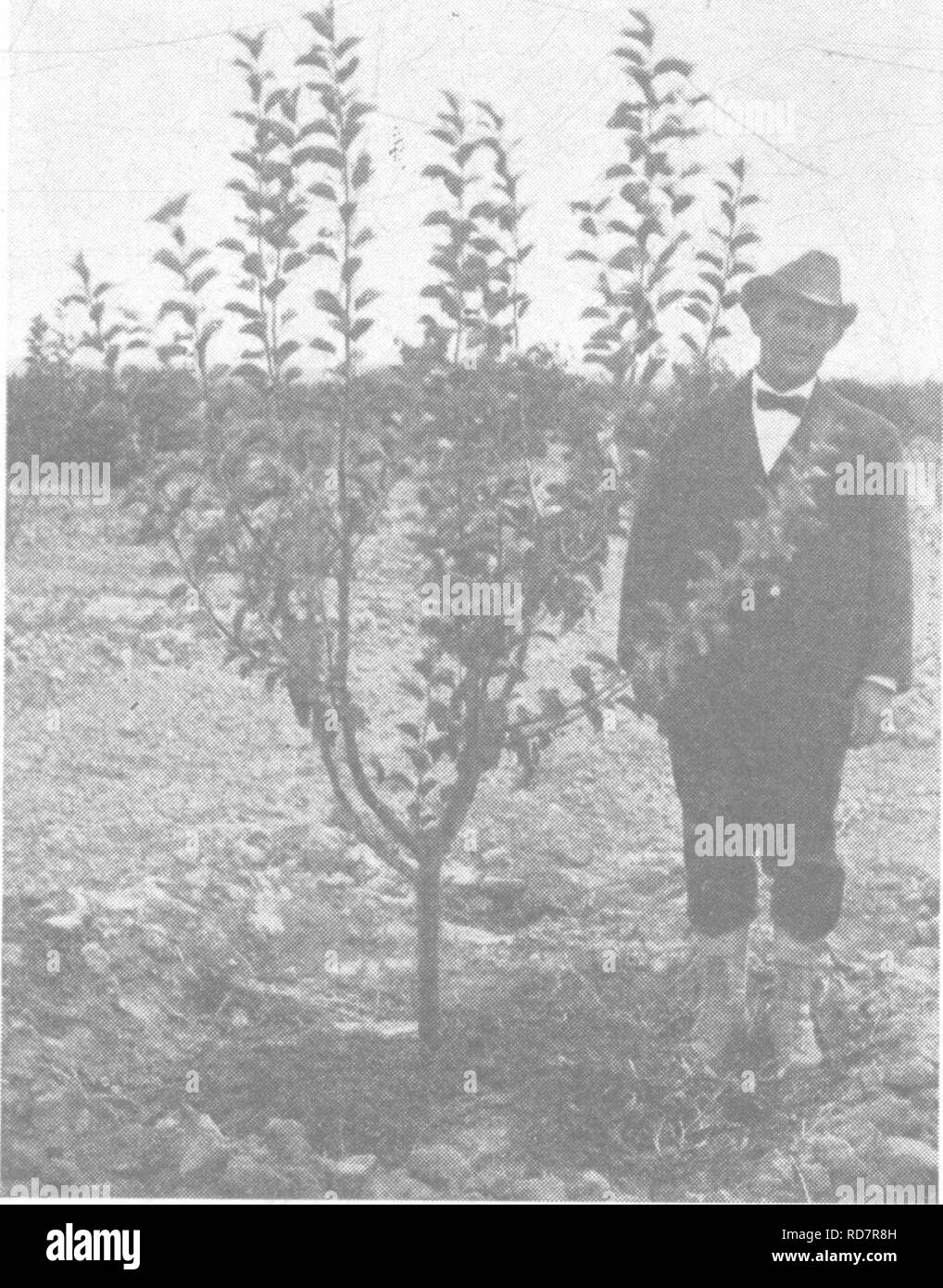 Well Pruned Tree High Resolution Stock Photography and Images - Alamy