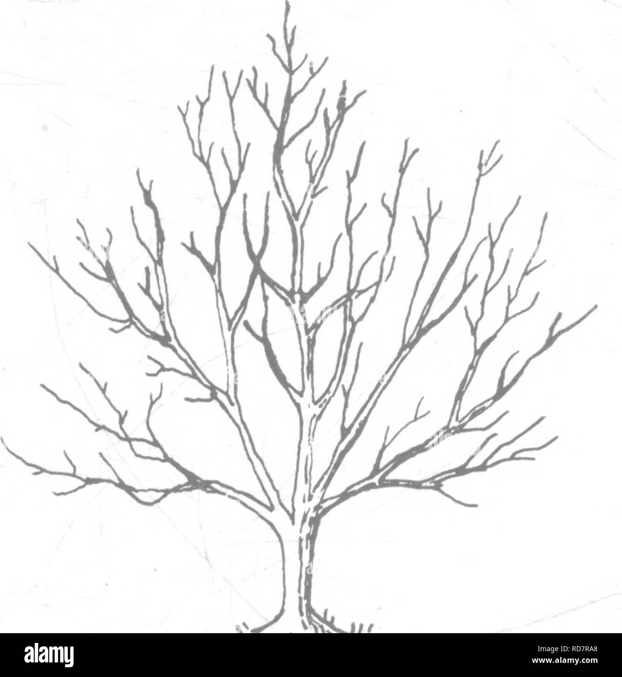 Tree reference Black and White Stock Photos & Images - Alamy