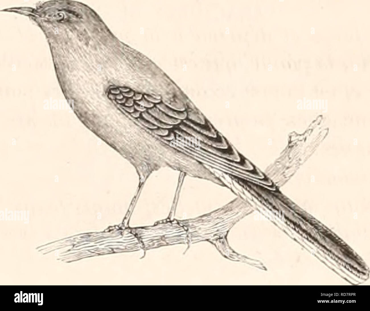 Pointe du doigt hi-res stock photography and images - Alamy