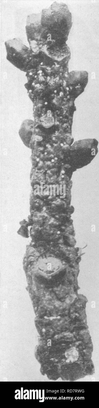 Plant warts Black and White Stock Photos & Images - Alamy