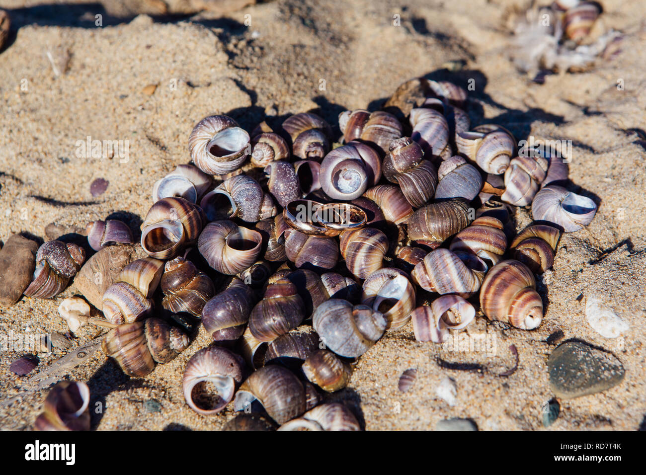 Two golden wedding rings on the sea snails shells background Stock ...