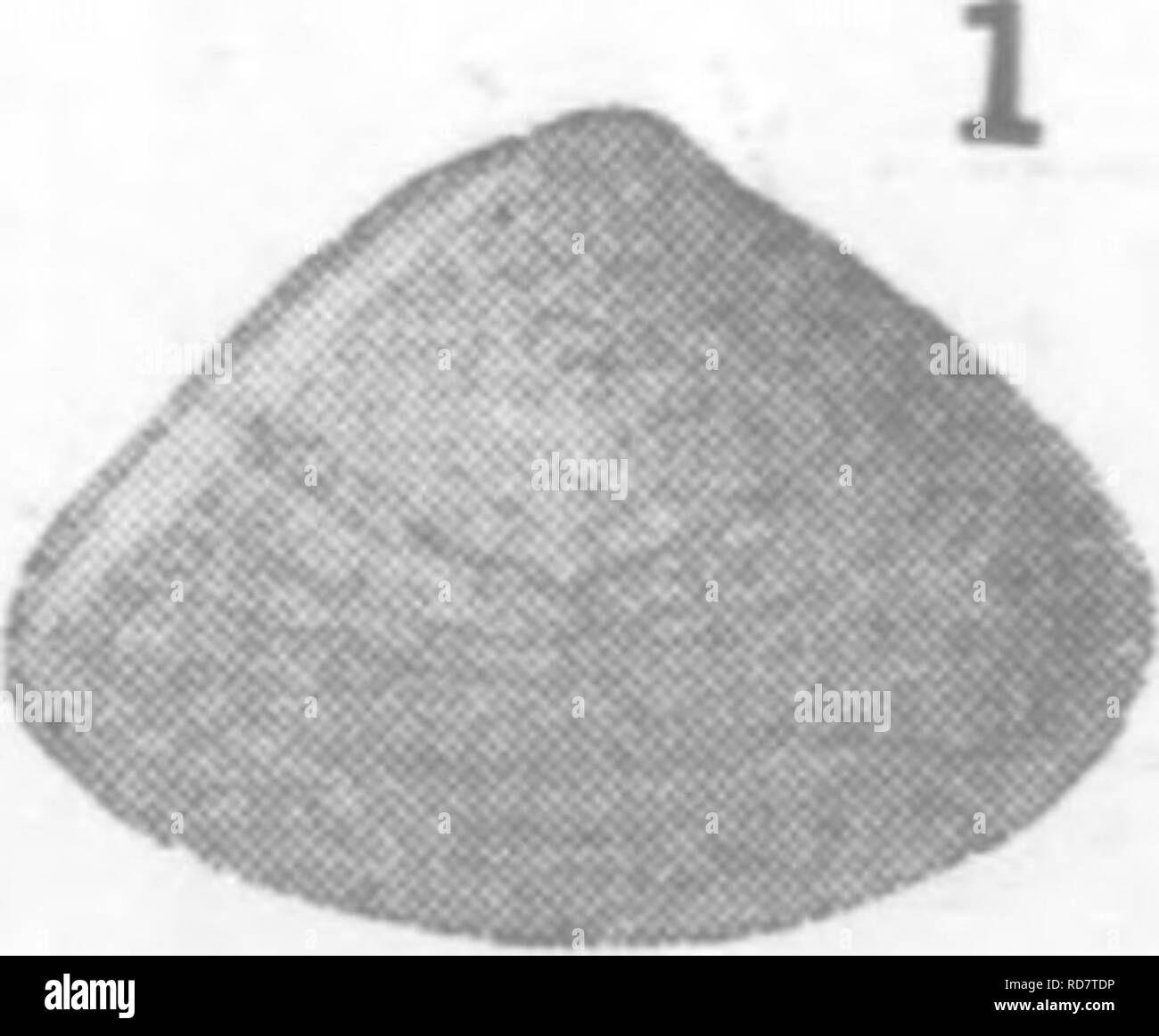 . Mollusca and Crustacea of the Miocene formations of New Jersey ...