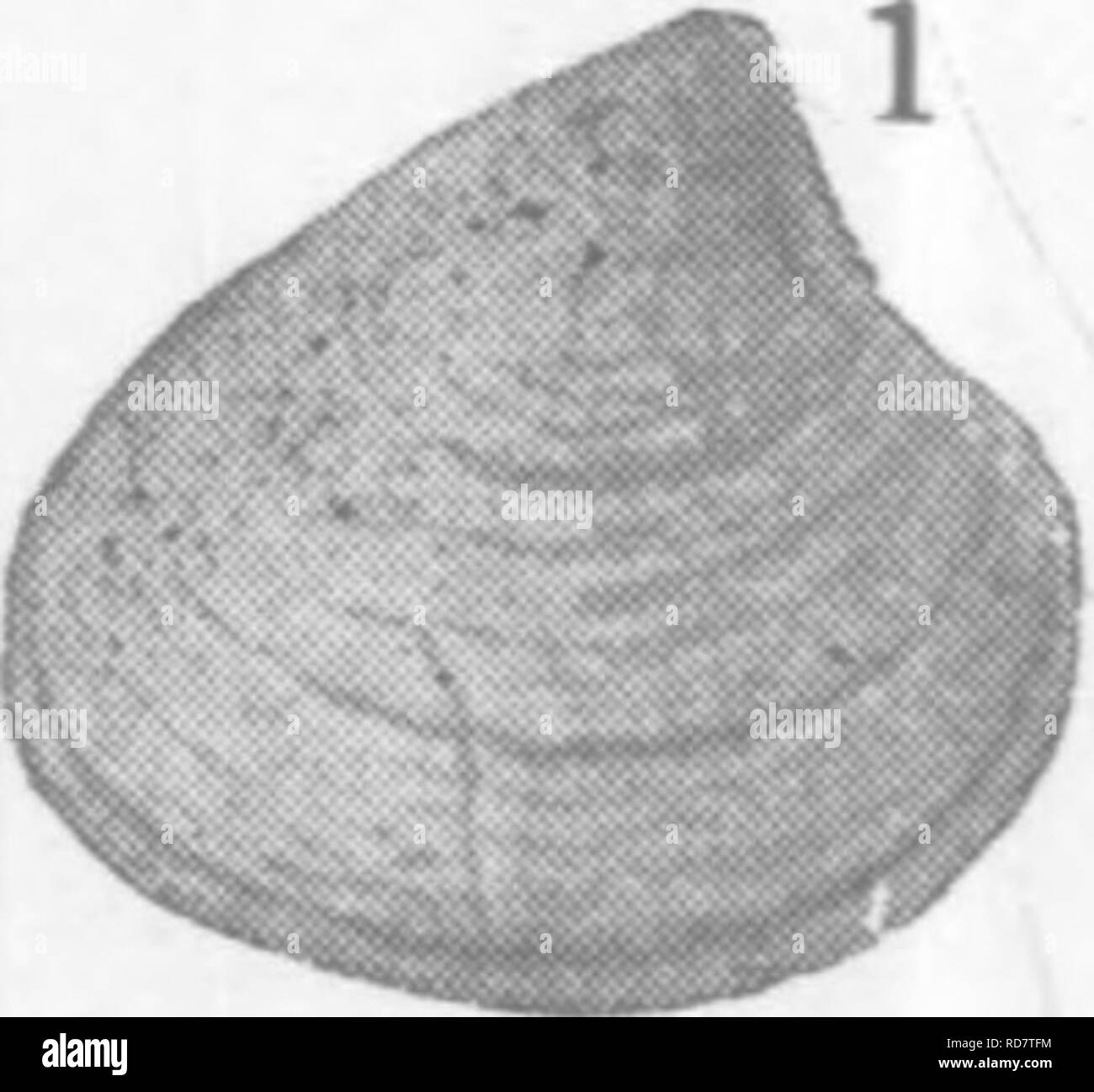 . Mollusca and Crustacea of the Miocene formations of New Jersey ...