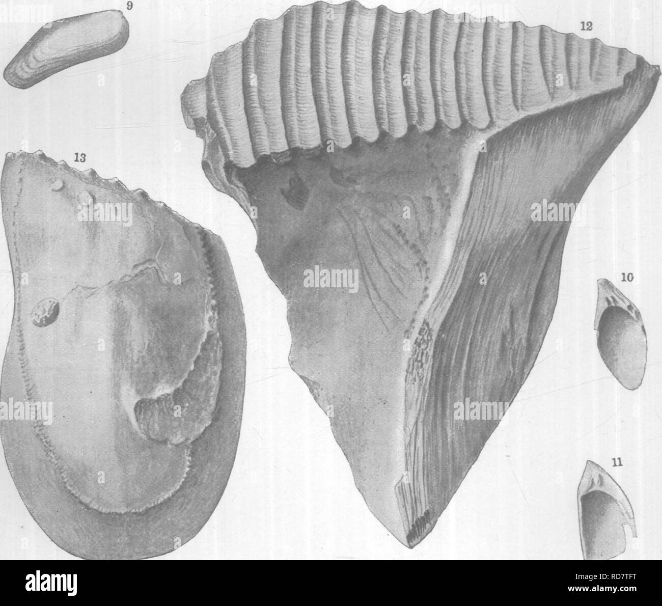 Mollusca c Black and White Stock Photos & Images - Alamy