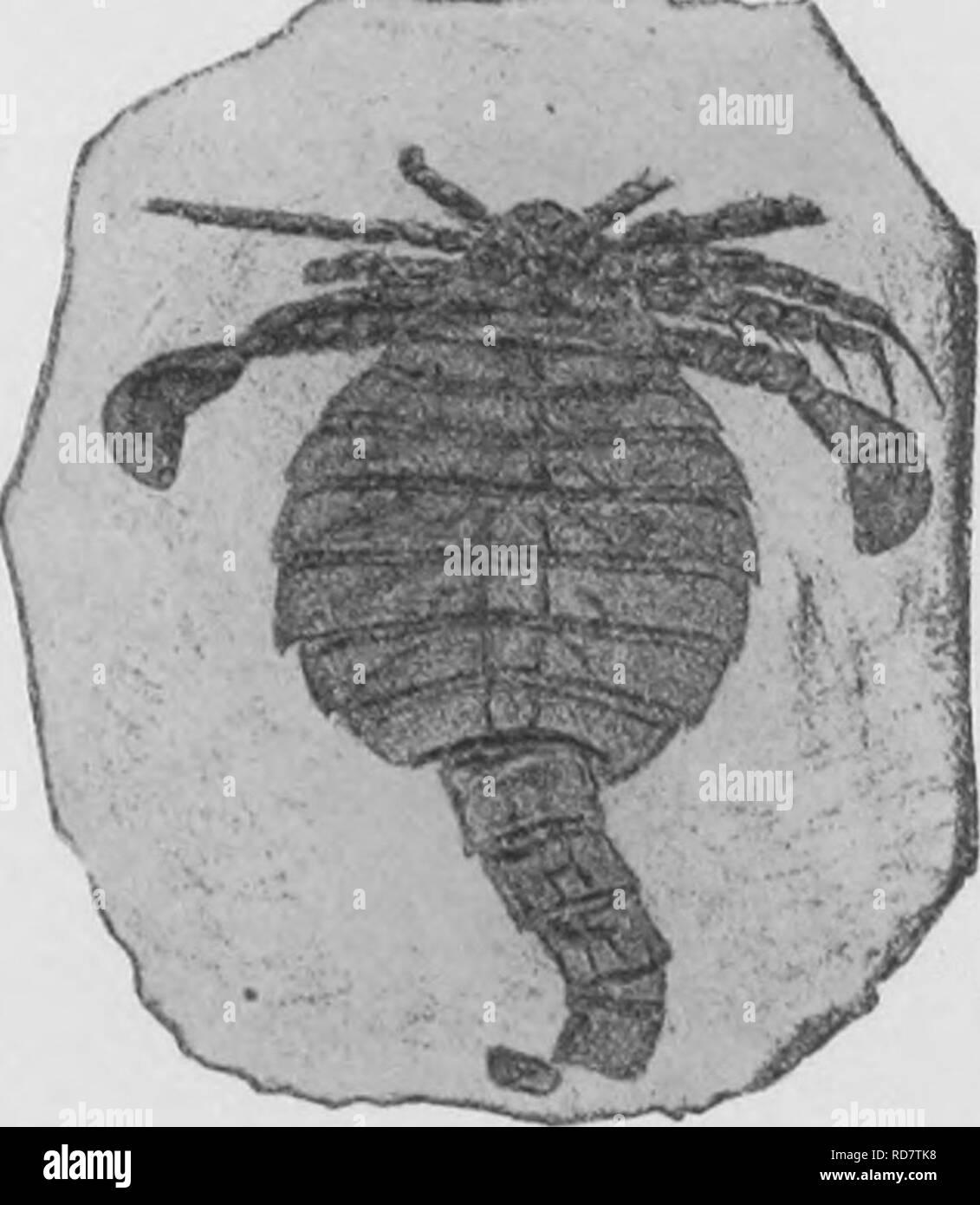 . The Eurypterida of New York. Eurypterida; Paleontology. 23© NEW YORK ...