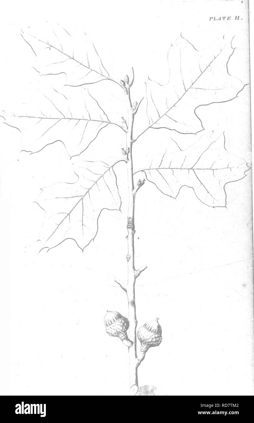 . A report on the trees and shrubs growing naturally in the forests of ...