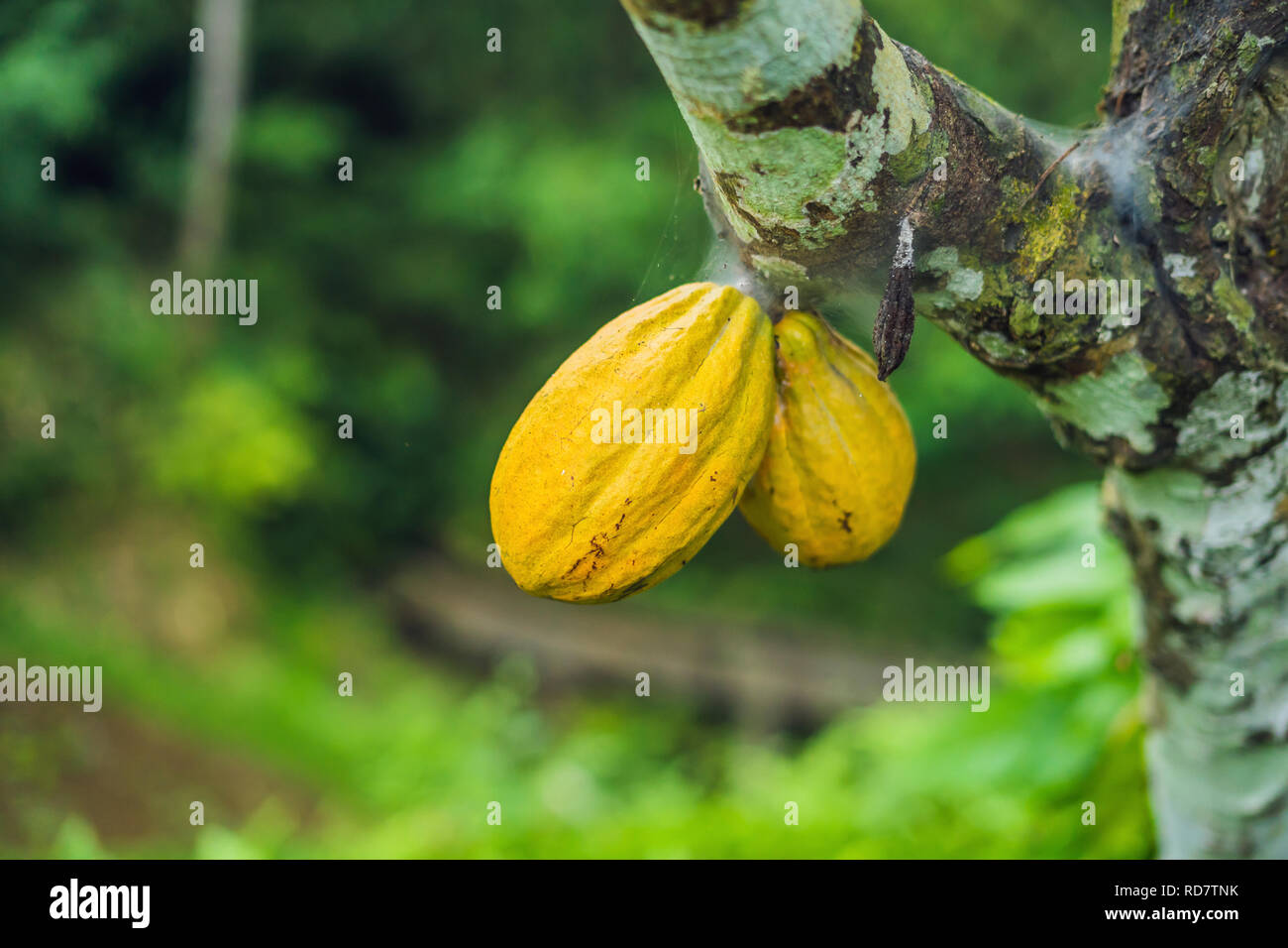 Cacao Harvest Stock Photos & Cacao Harvest Stock Images - Alamy