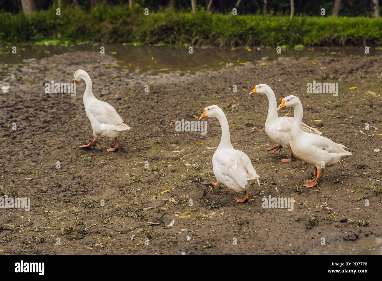 Domestic geese children hi-res stock photography and images - Alamy