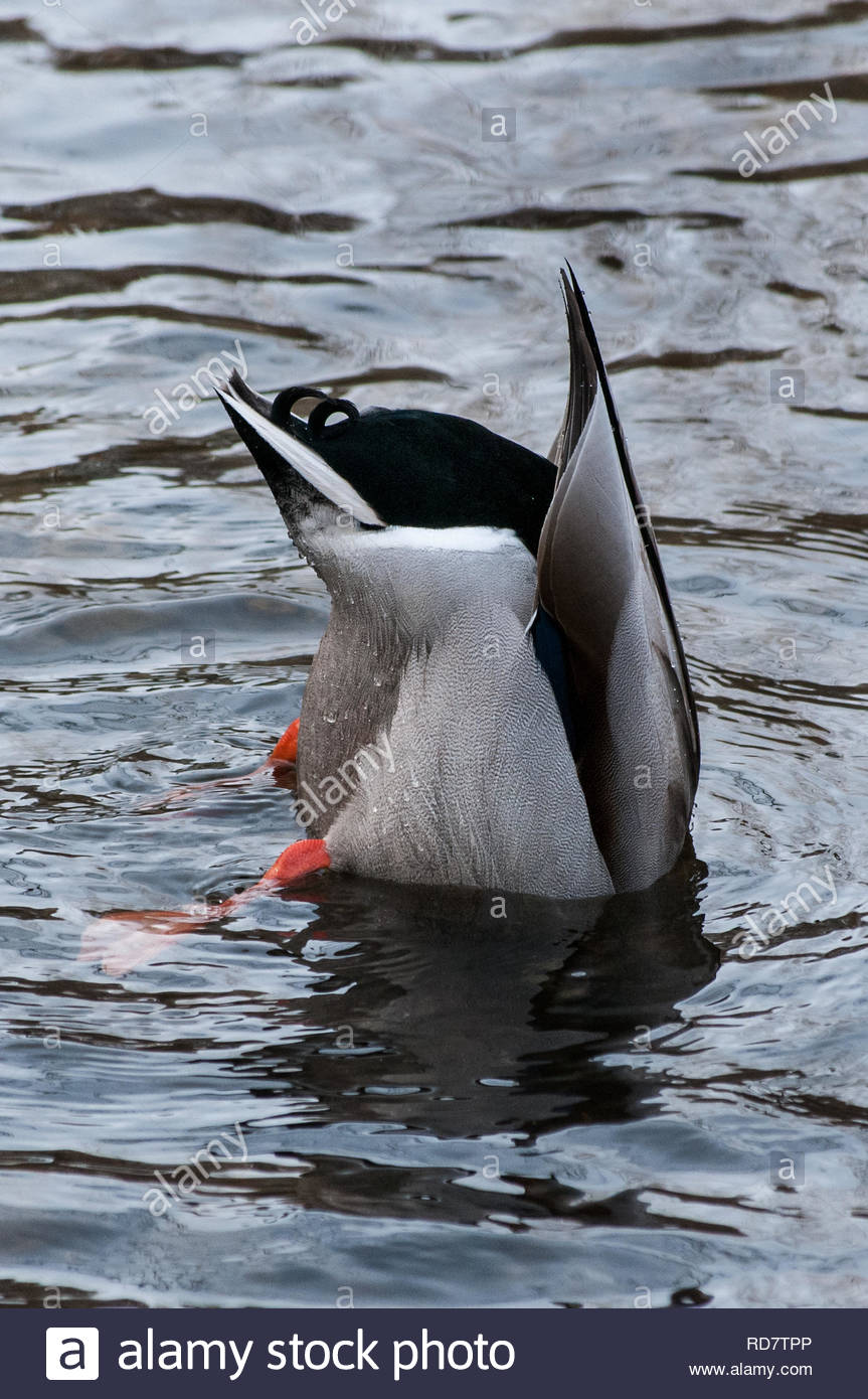 Duck Swimming Underwater Stock Photos & Duck Swimming Underwater Stock ...