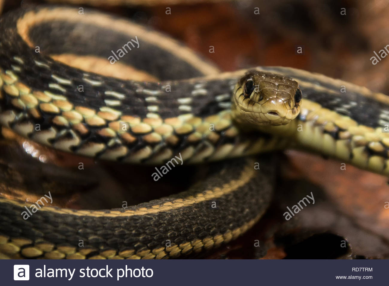 Snake Coil High Resolution Stock Photography and Images - Alamy