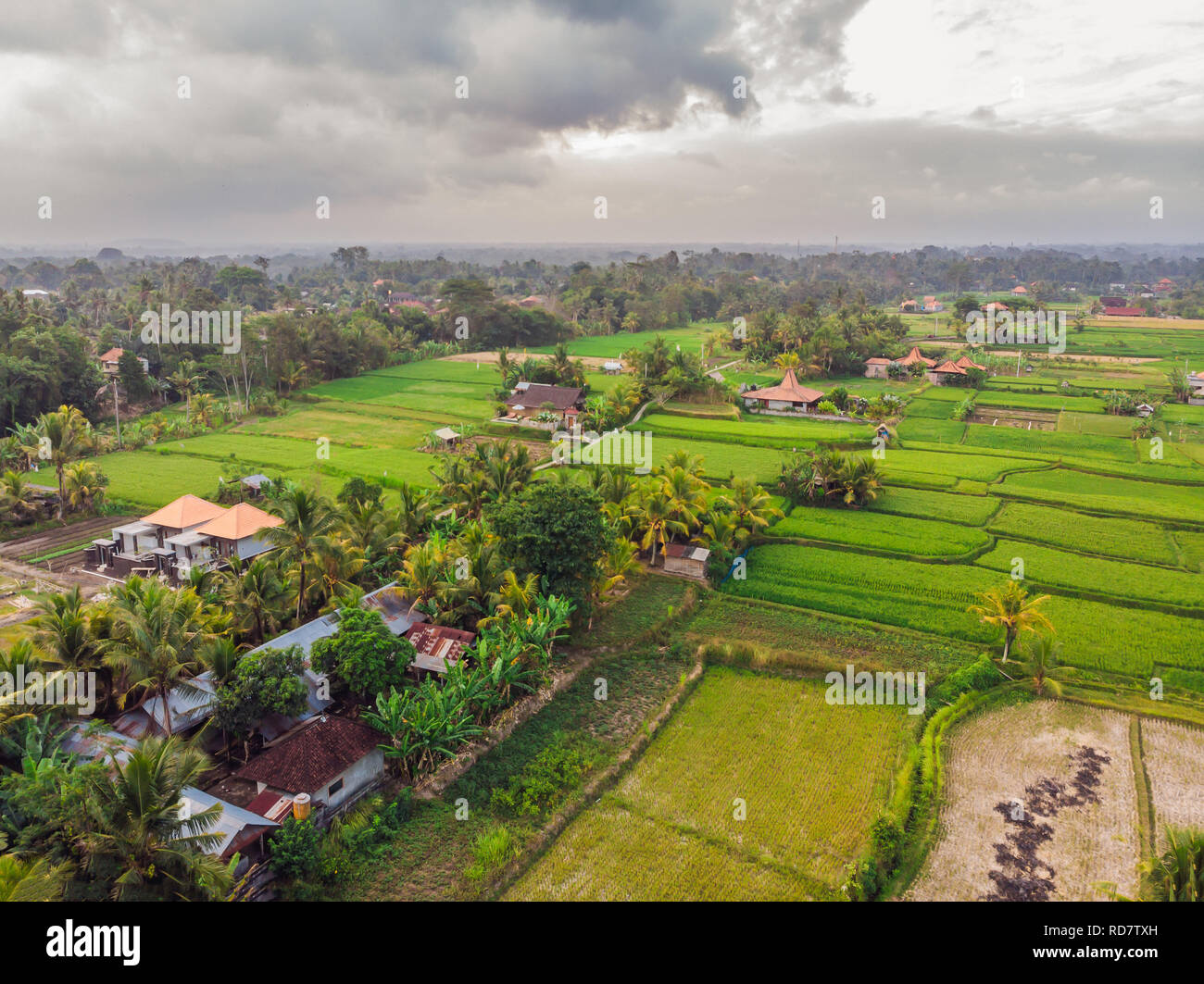 Aerial top view photo from flying drone of green rice fields in ...