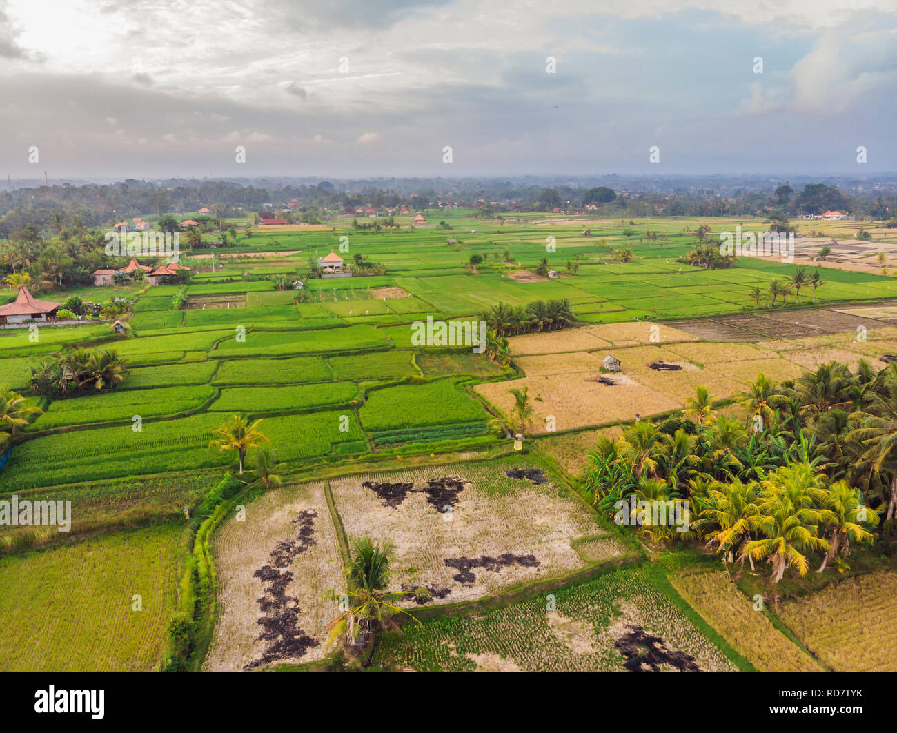 Aerial top view photo from flying drone of green rice fields in ...