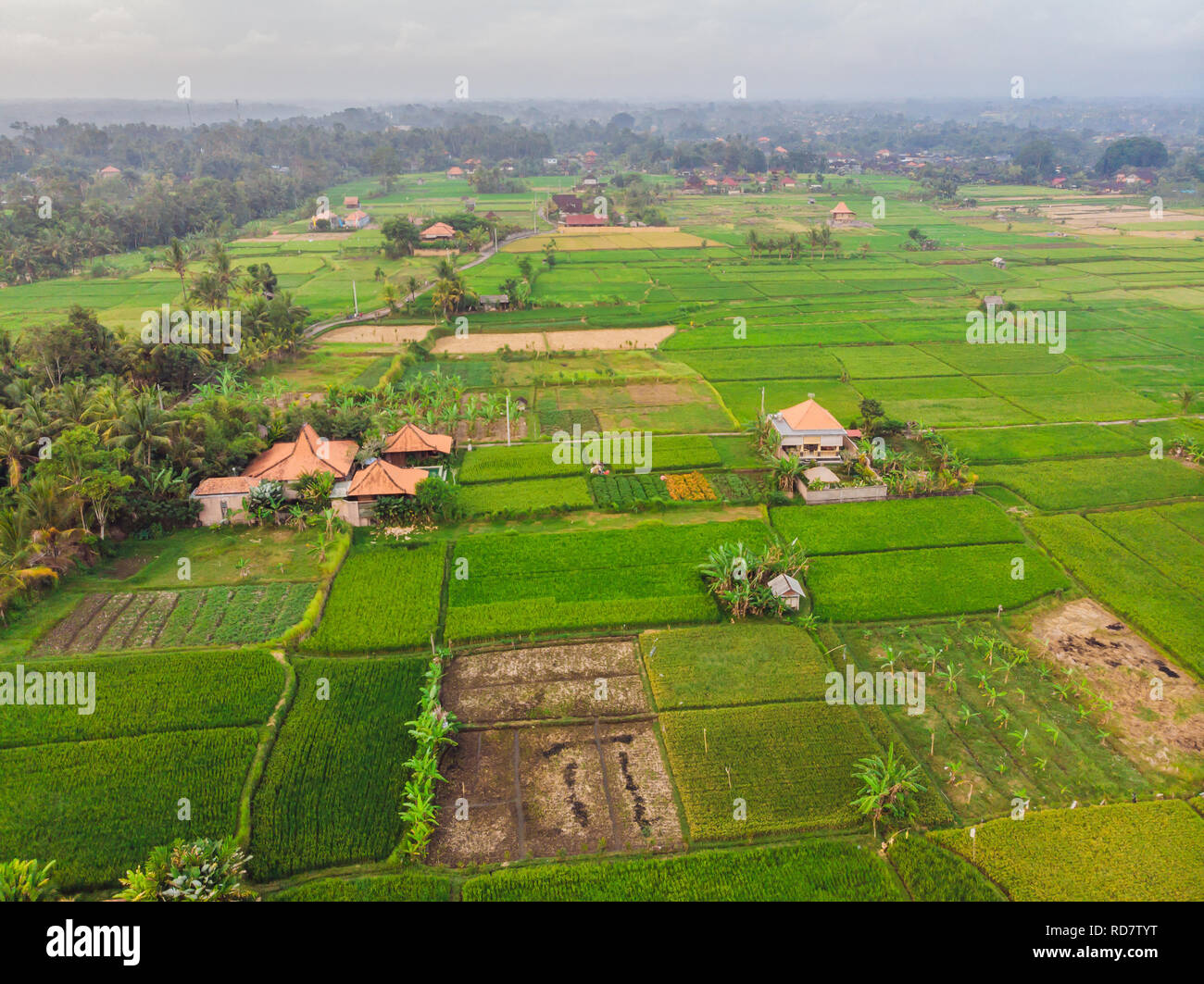 Aerial top view photo from flying drone of green rice fields in ...