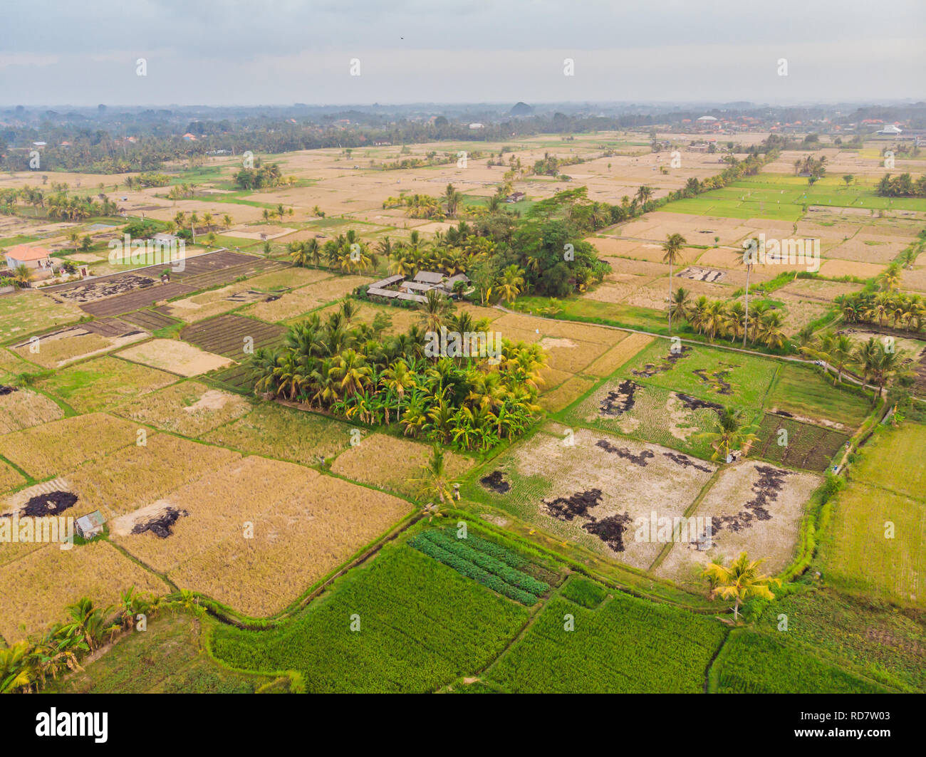 Aerial top view photo from flying drone of green rice fields in ...