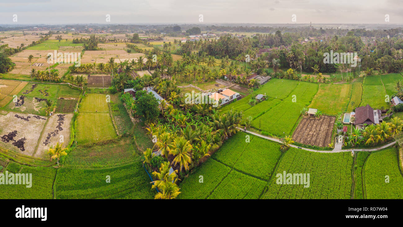 Aerial top view photo from flying drone of green rice fields in ...