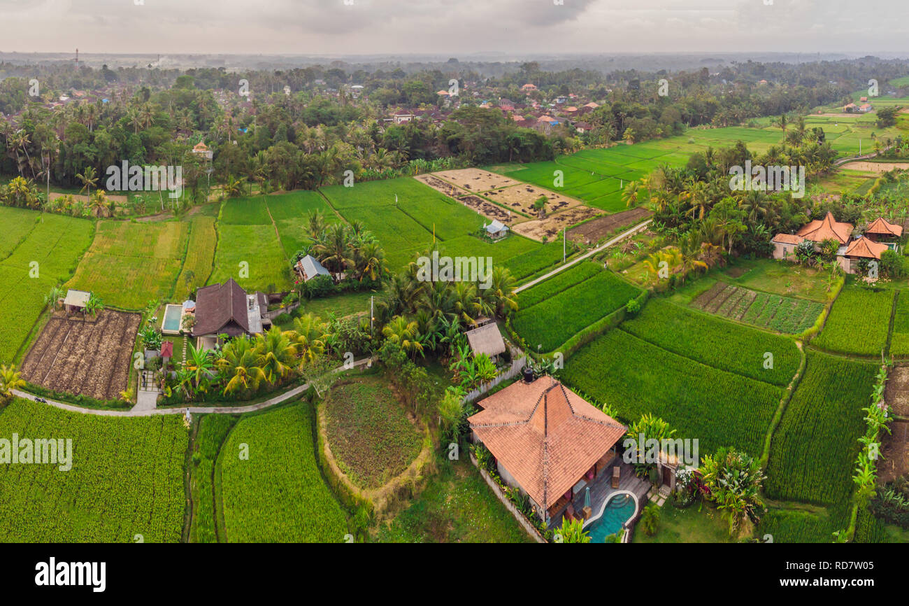 Aerial top view photo from flying drone of green rice fields in ...