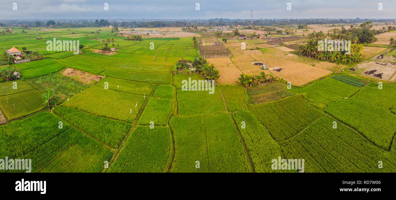 Aerial top view photo from flying drone of green rice fields in ...
