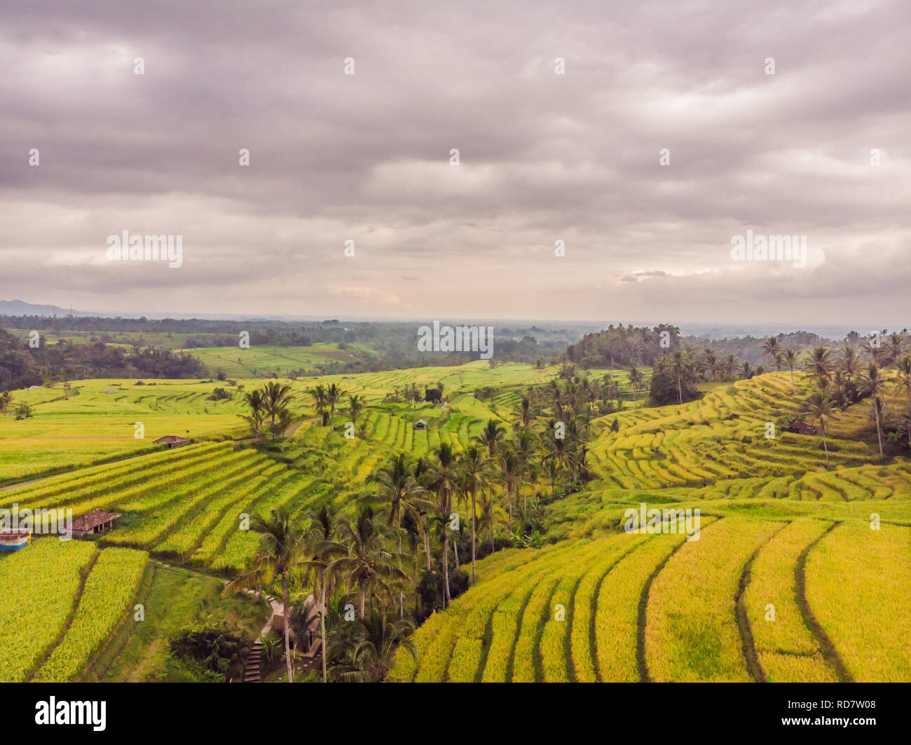Aerial top view photo from flying drone of green rice fields in ...