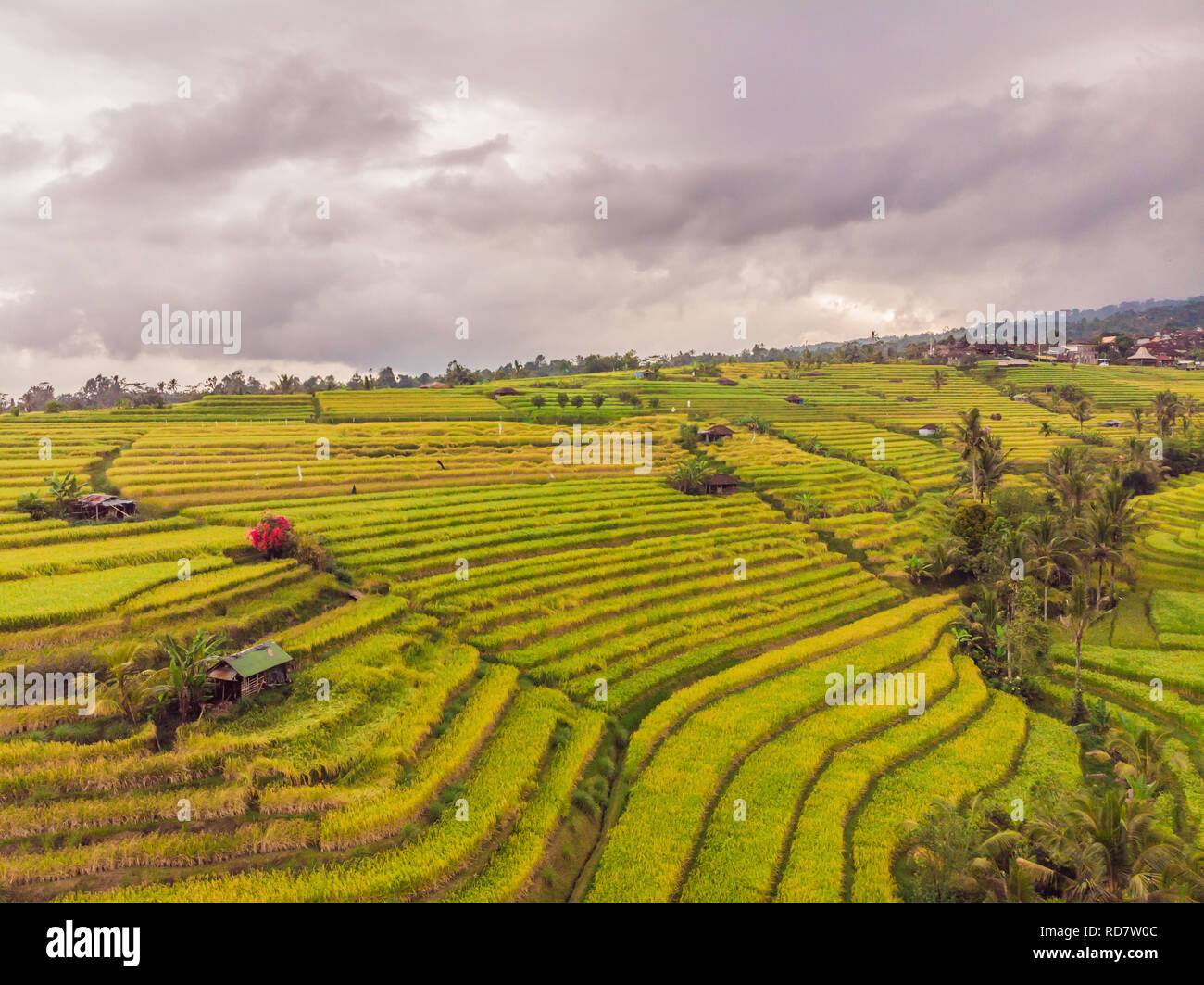 Aerial top view photo from flying drone of green rice fields in ...