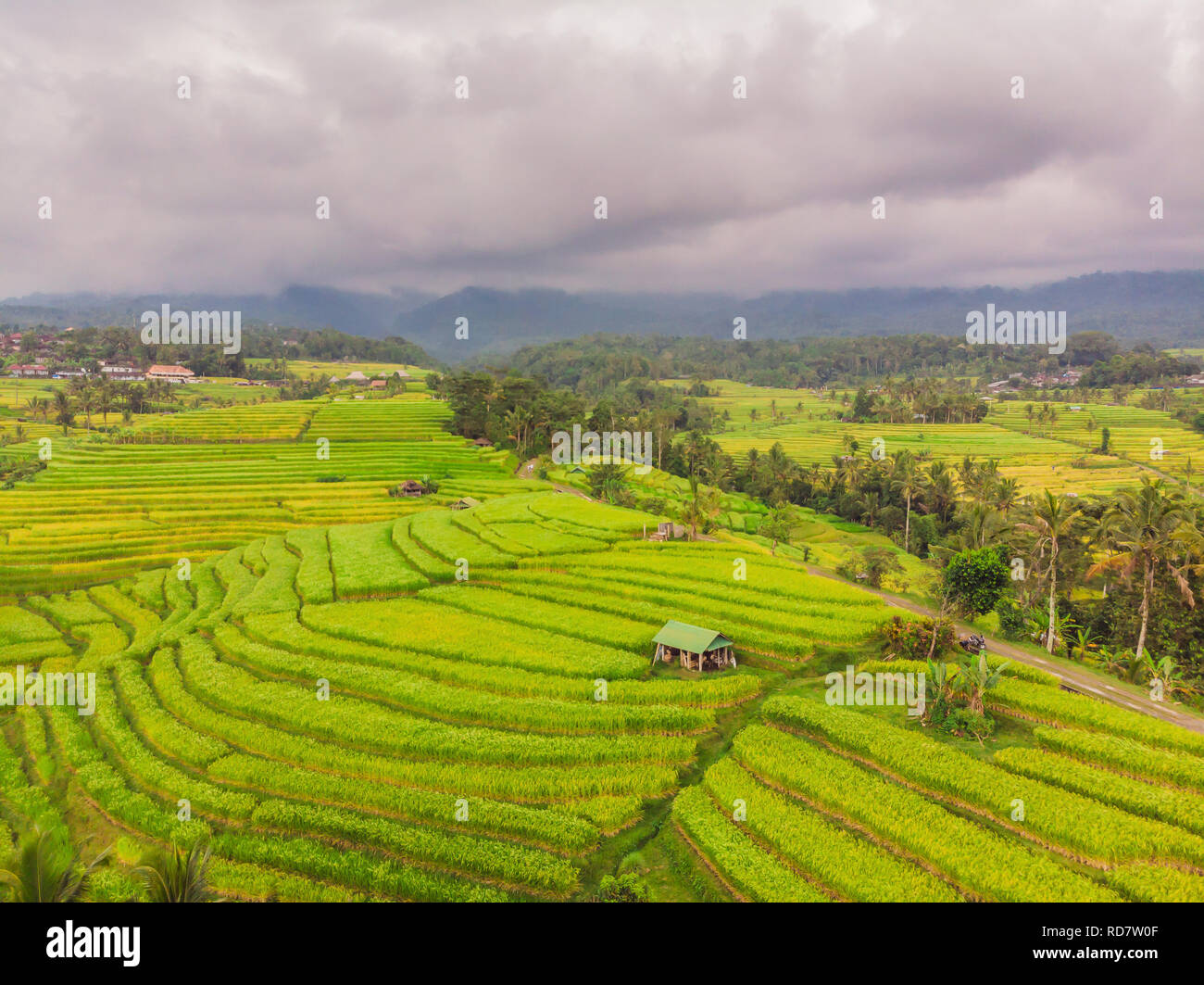 Aerial top view photo from flying drone of green rice fields in ...