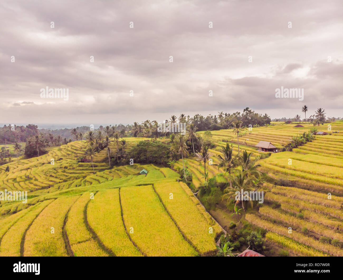 Aerial top view photo from flying drone of green rice fields in ...