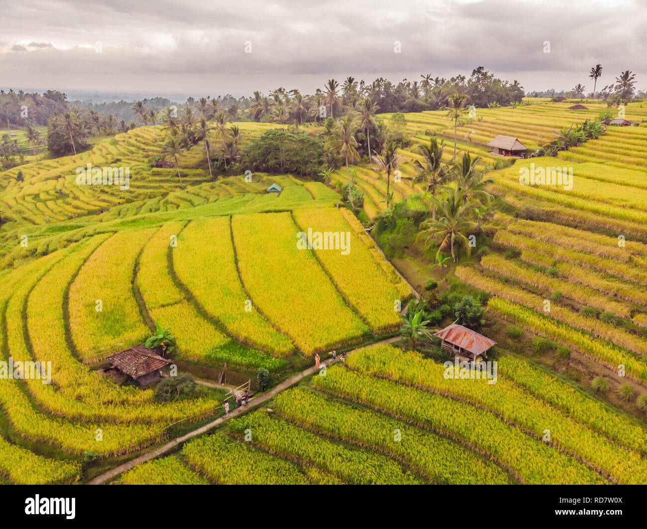 Aerial top view photo from flying drone of green rice fields in ...
