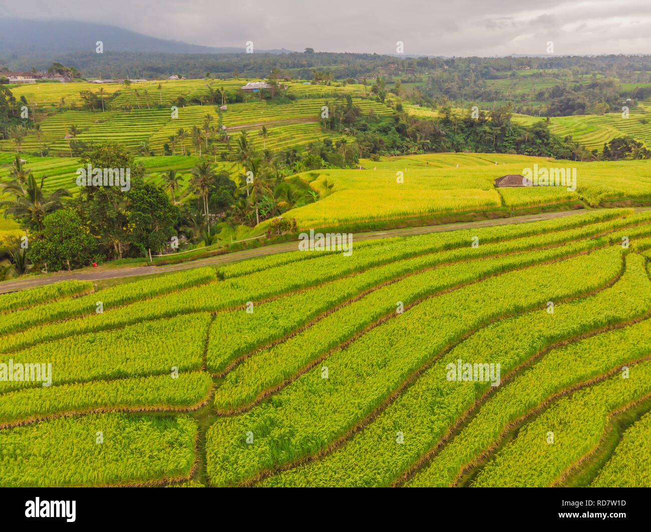 Aerial top view photo from flying drone of green rice fields in ...
