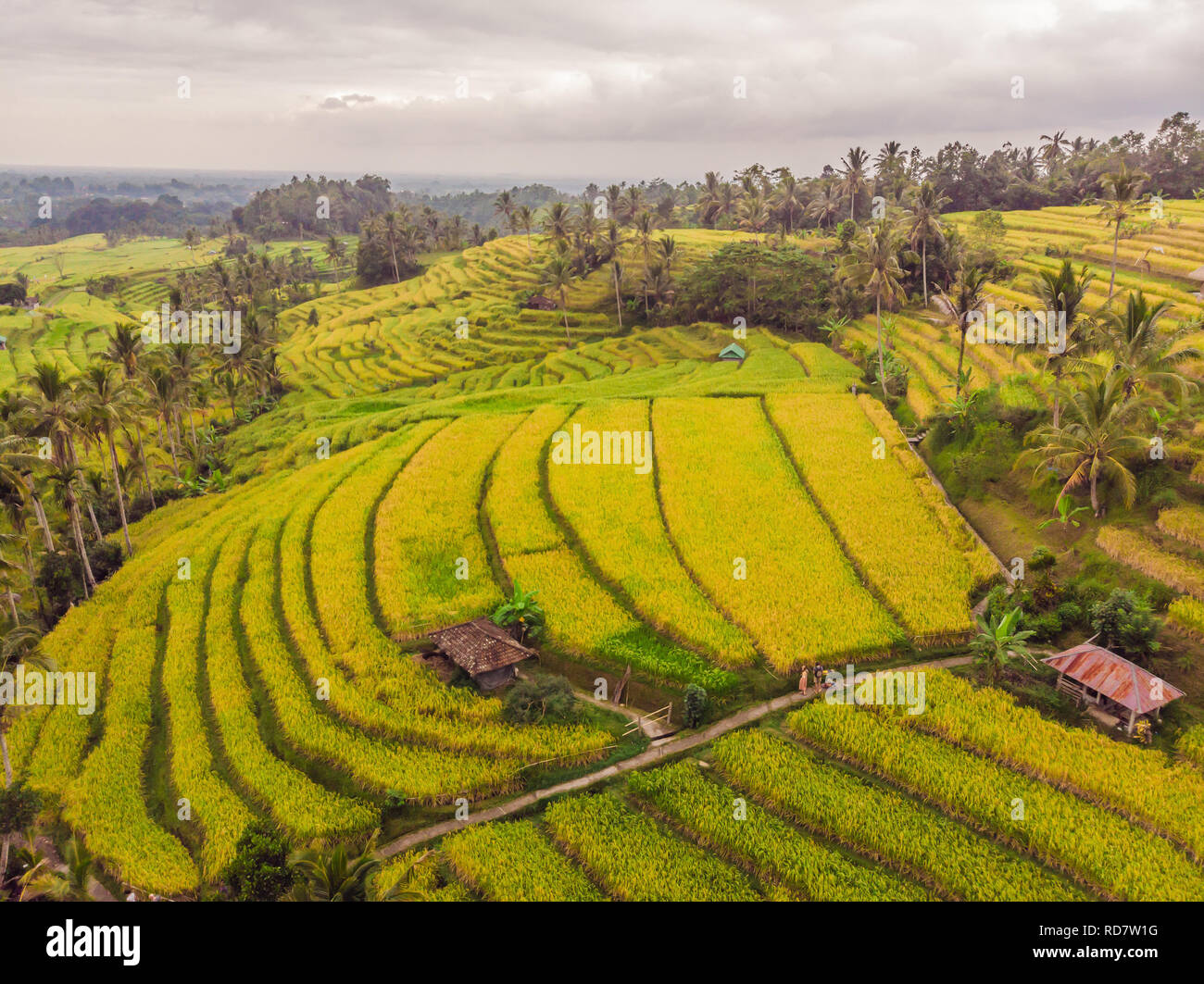 Aerial top view photo from flying drone of green rice fields in ...