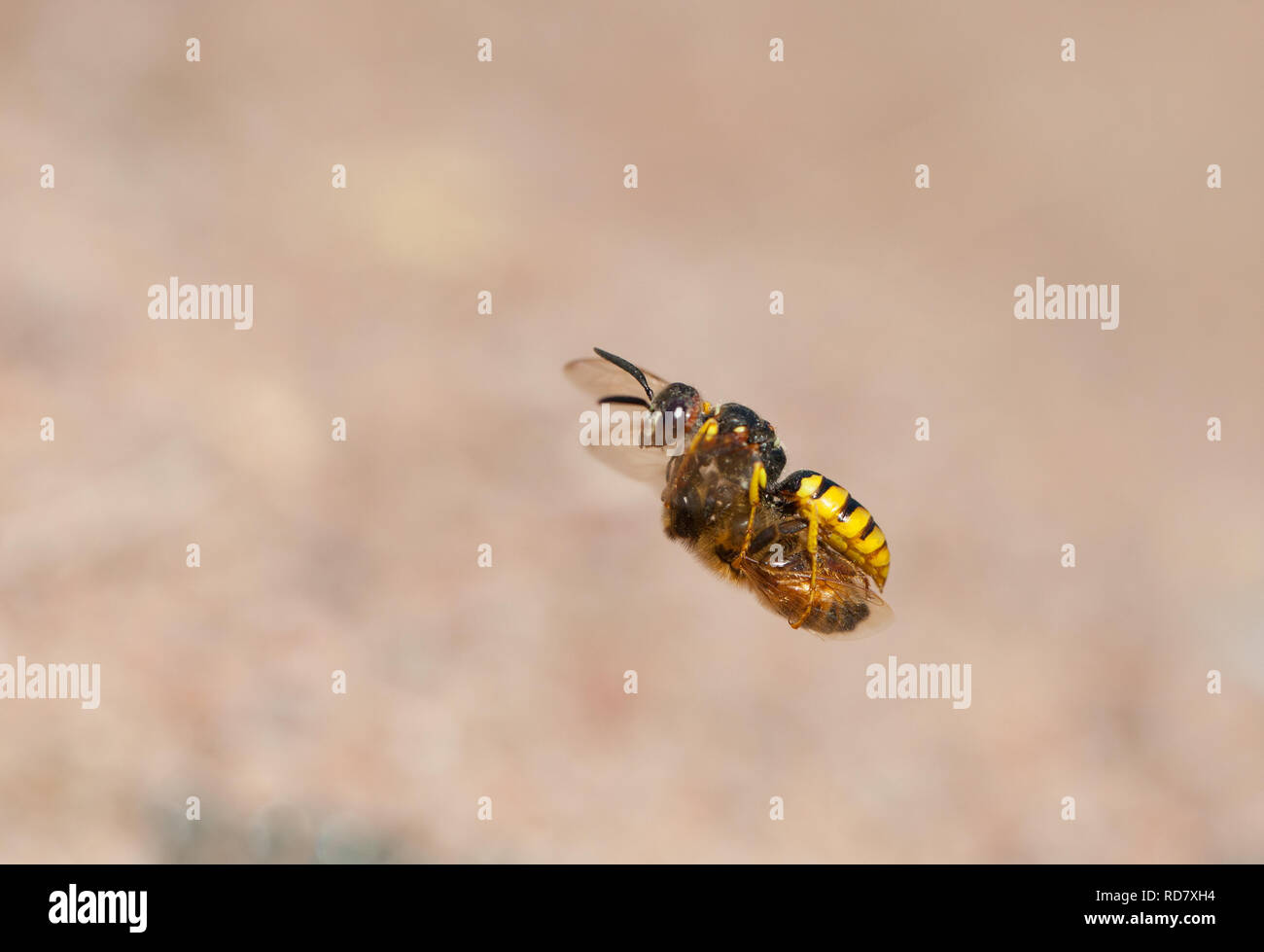 European beewolf in flight carrying prey to the nest Stock Photo - Alamy