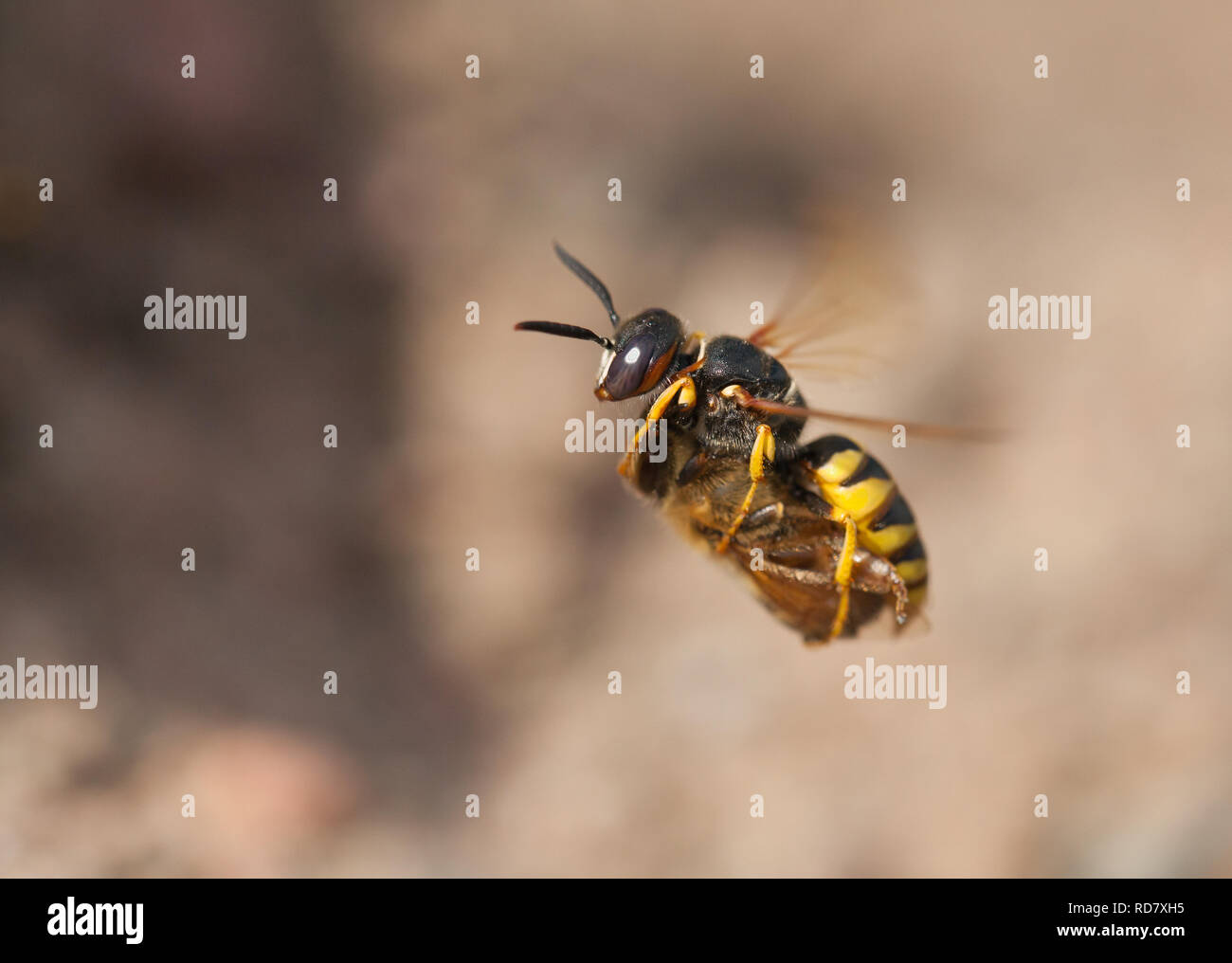 European beewolf in flight carrying prey to the nest Stock Photo - Alamy