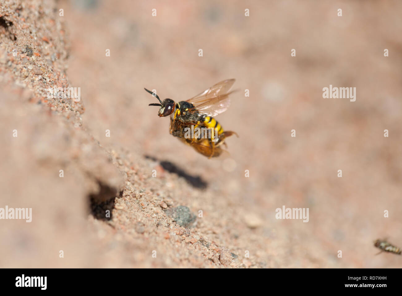 European beewolf in flight carrying prey to the nest Stock Photo - Alamy