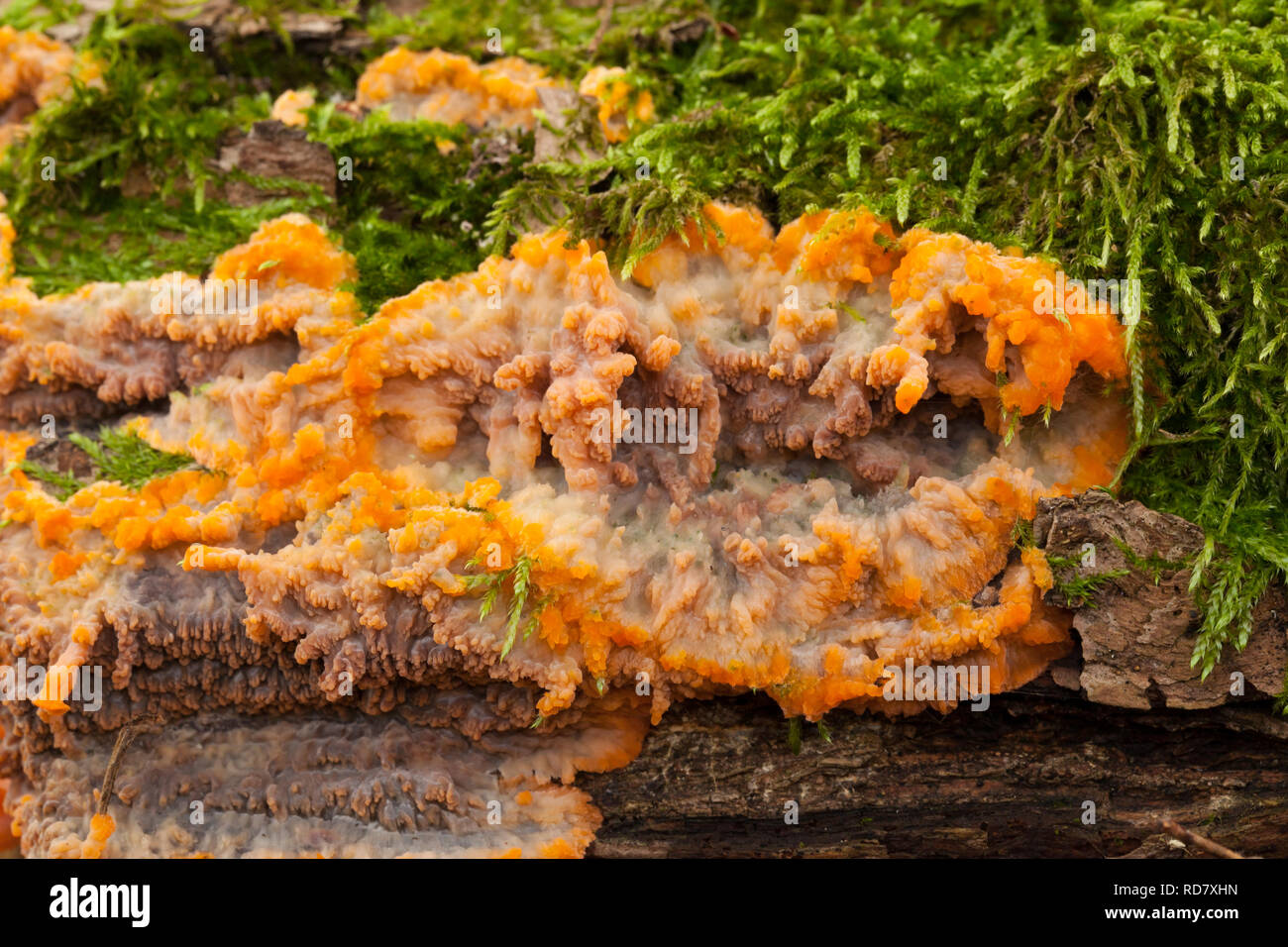 Wrinkled crust fungi hi-res stock photography and images - Alamy
