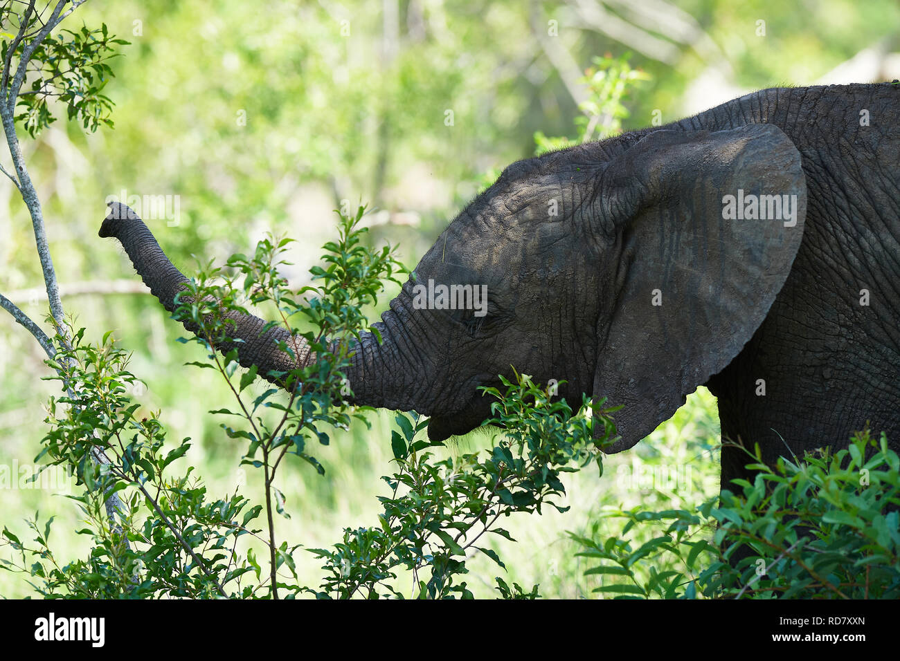 Elephant Kruger National Park Stock Photo - Alamy