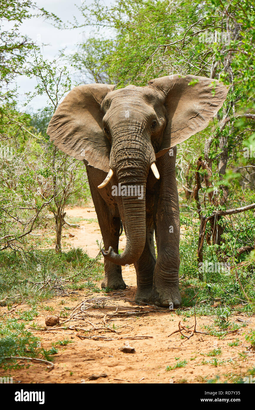 Angry elephant hi-res stock photography and images - Alamy