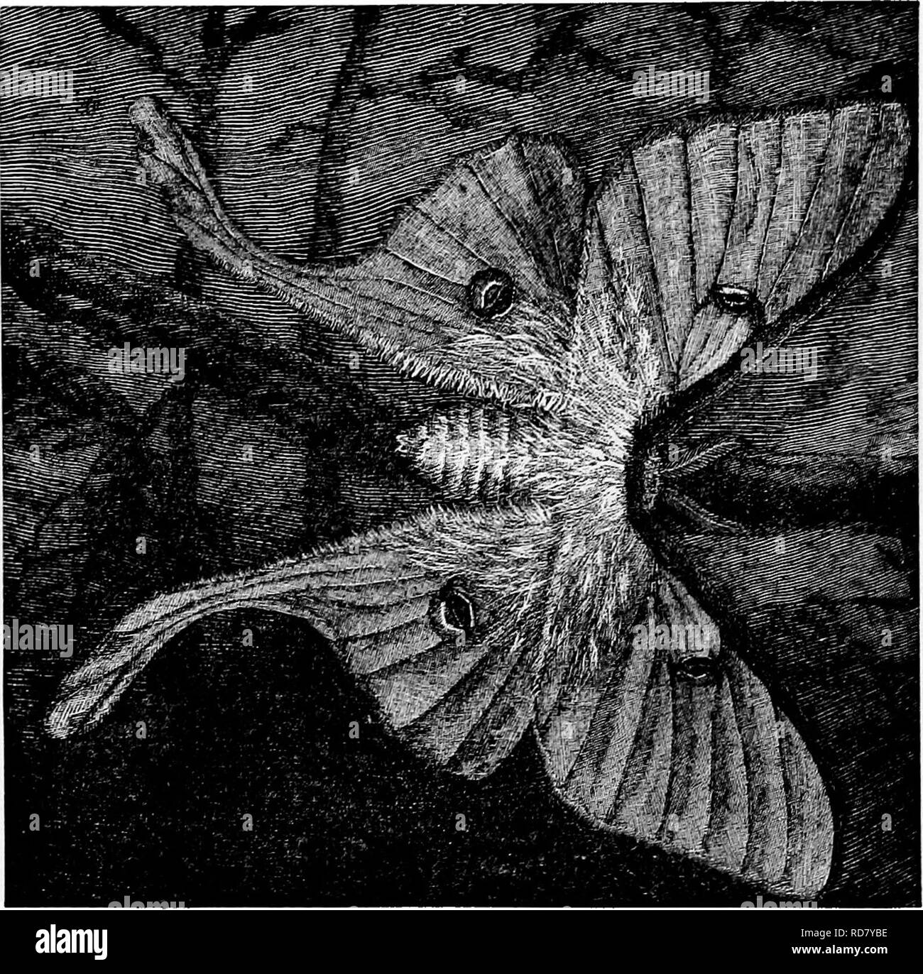 Giant silkworm moths hi-res stock photography and images - Alamy