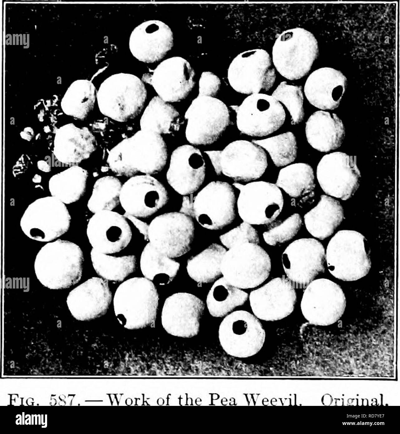 Bean weevil Black and White Stock Photos & Images - Alamy