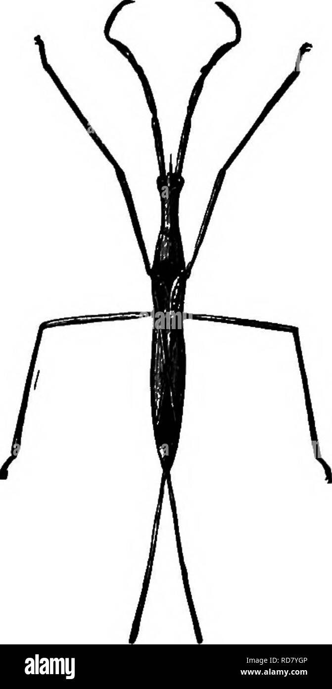 Insects in ponds Cut Out Stock Images & Pictures - Alamy