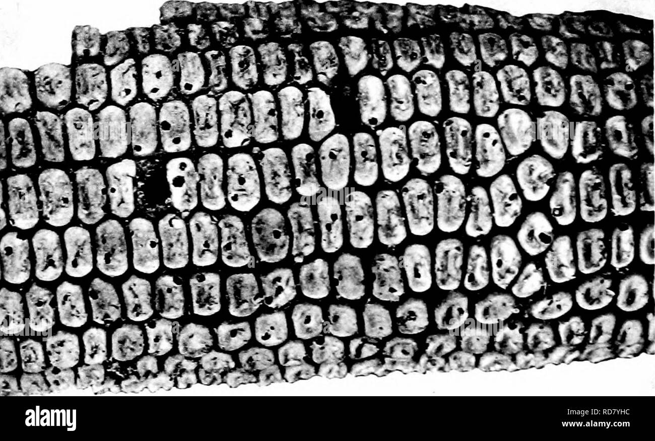 Cheese skipper Black and White Stock Photos & Images - Alamy