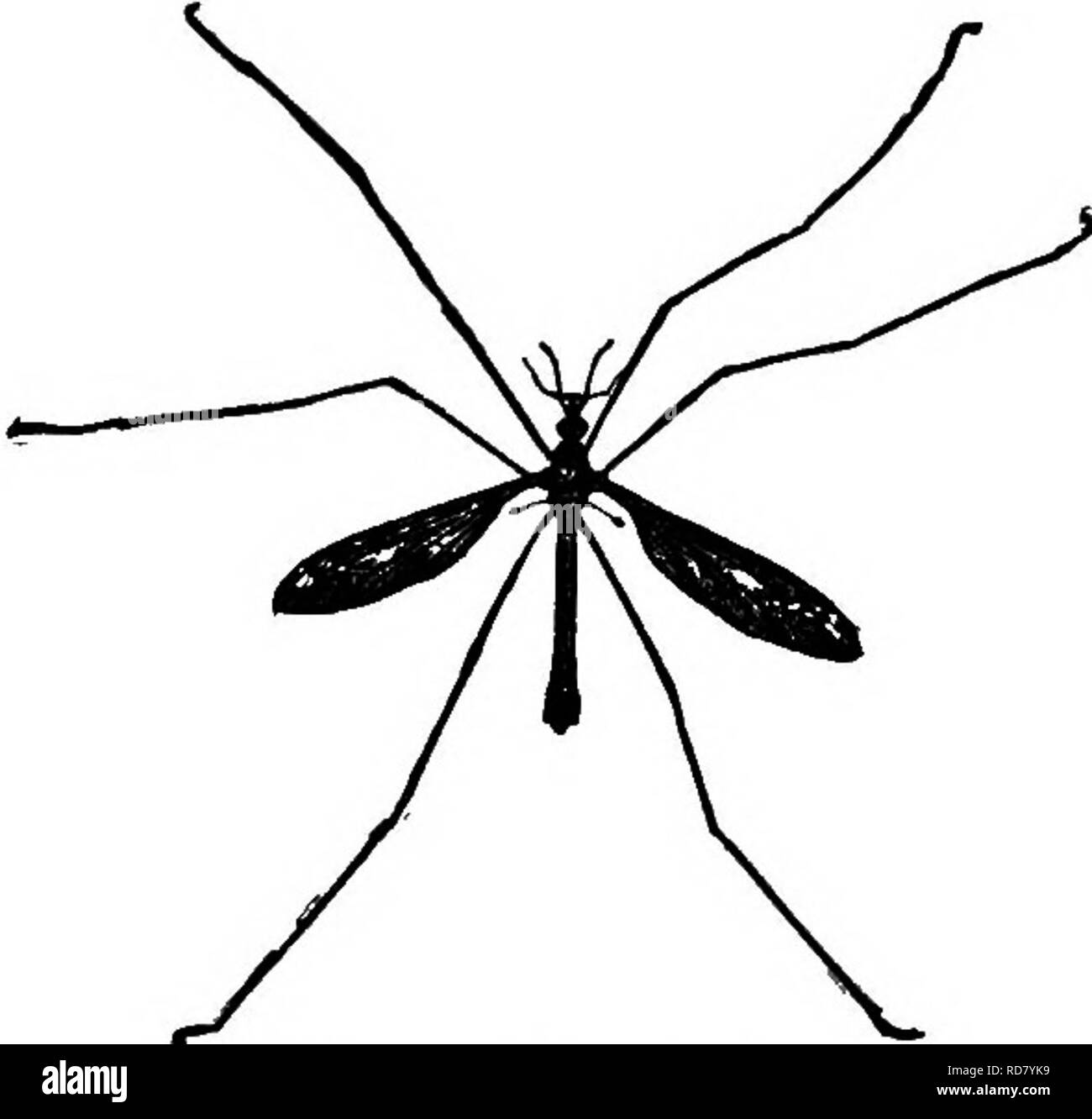 Crane fly insect Black and White Stock Photos & Images - Alamy