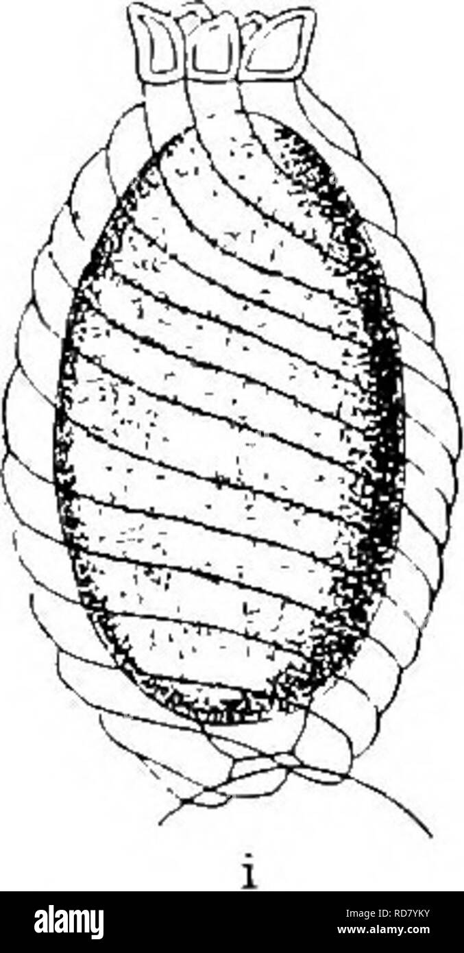 Coronula hi-res stock photography and images - Alamy