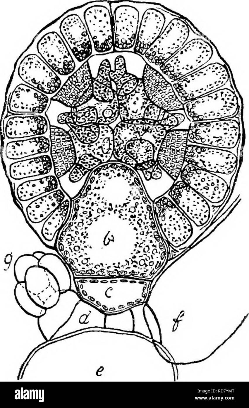 . The British Charophyta. Characeae. III. IV JTiQ. 18.—Development of ...