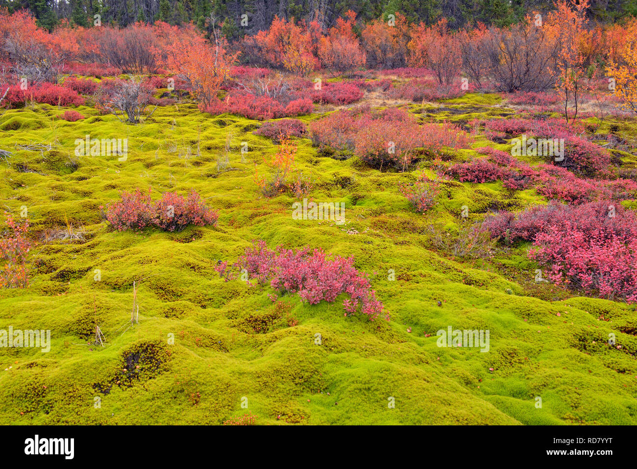 Mosses moss beds hi-res stock photography and images - Alamy