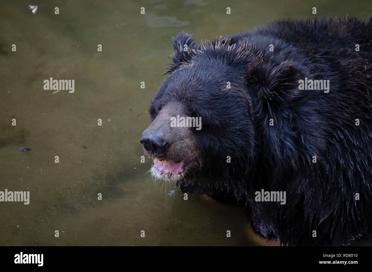 Asian black bear cooling off in a pool Stock Photo - Alamy