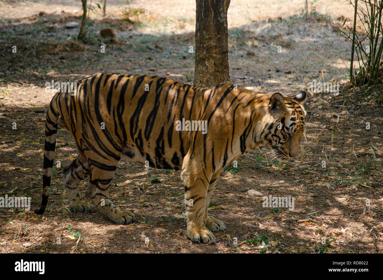 Male Bengal tiger Stock Photo - Alamy