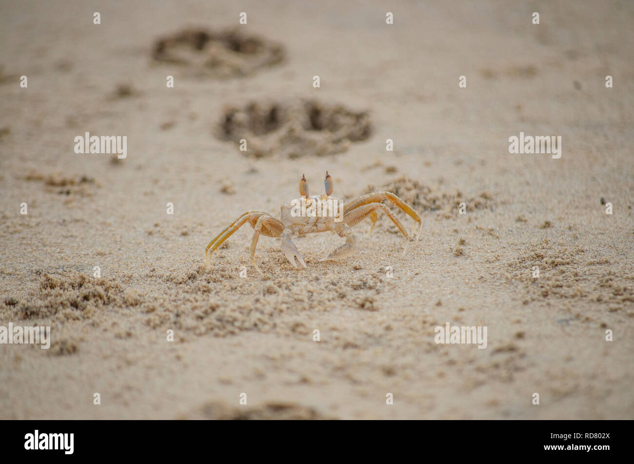Golden ghost crab hi-res stock photography and images - Alamy