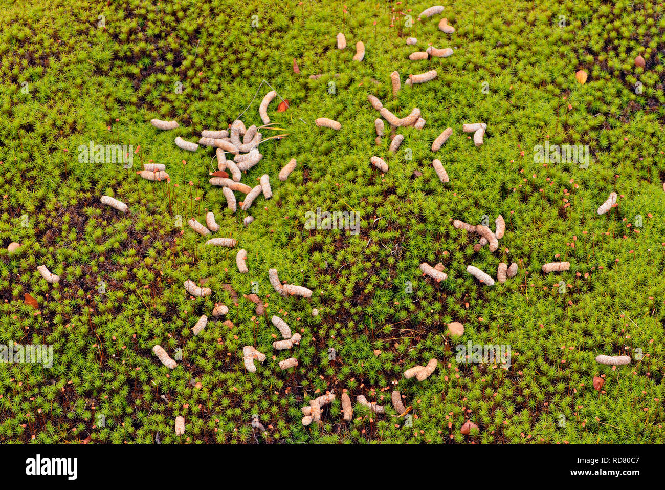 Grouse droppings, Arctic Haven Lodge, Ennadai Lake, Nunavut, Canada ...