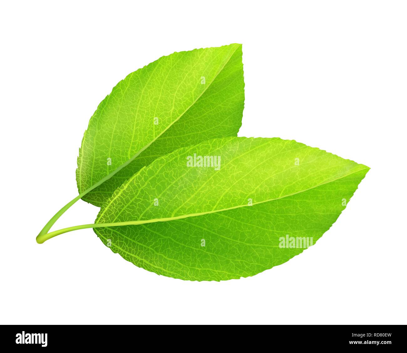Green tea banner realistic Stock Vector Images - Alamy